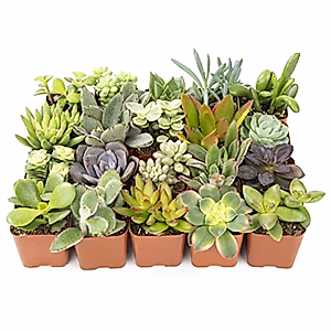 Altman Plants, Live Succulent Plants (20 Pack) Assorted Potted Succulents Plants Live House Plants in Cacti and Succulent Soil Mix, Cactus Plants Live Indoor Plants Live Houseplants in Planter Pots