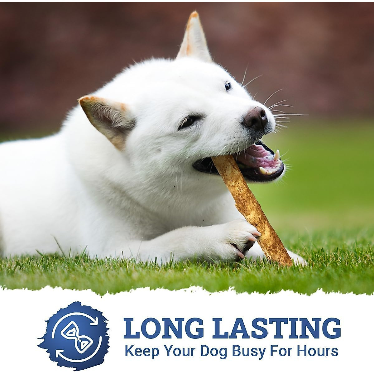 Chew Safe Premium Rolls Dog Chew Treats | Beef | 2-Pack | Two 10" Rolls Per Pack | Rawhide Alternative | Long Lasting, High Protein, Highly Digestible for Small Dogs, for Healthy Teeth