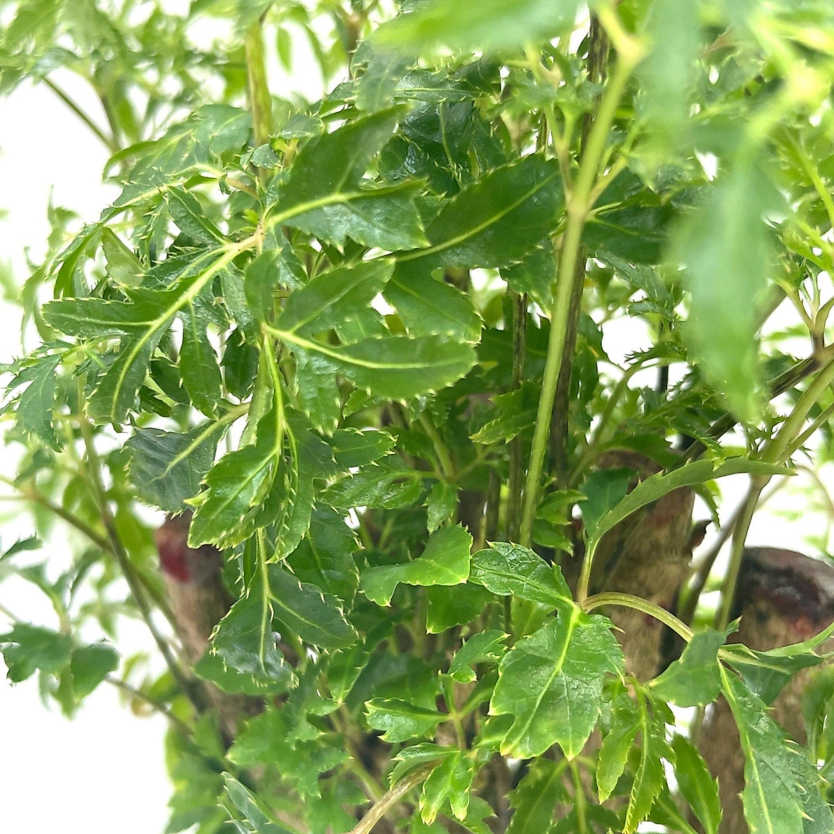BubbleBlooms Aralia Ming Stump Plant, Polyscias fruticosa in a 4 inch Pot Live Evergreen Shrub Tree-Like Bonsai