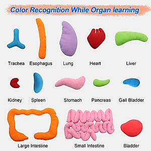 KAKIBLIN 3D Organ Apron,(Upgrade Version) Anatomy Apron Human Body Organs Awareness Educational Toy for Home Preschool Teaching Aid, Transparent