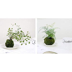 Forart 6 Inch Natural Planter Weave Moss Ball Kokedama Planter Bonsai Plant Flower Pot Garden Decor Flower Holder Pot Garden Plant Potted Hydrating Flowerpot