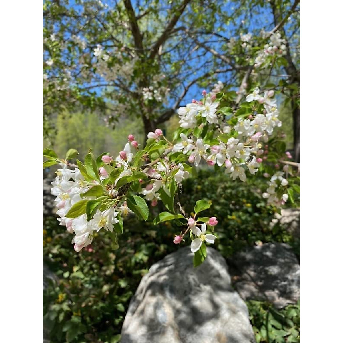 Sargent Crabapple Plant Live, Crab Apple Tree Dormant Qt Pot 10-16 Inc Tall to Grow Pots