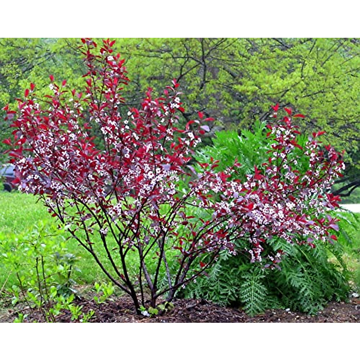 Purple Leaf Sand Cherry - 1 Gallon, 2'-3'ft -Established Rooted Pot - Prinus x Cistena, Fast Growing Tree, Fall Color