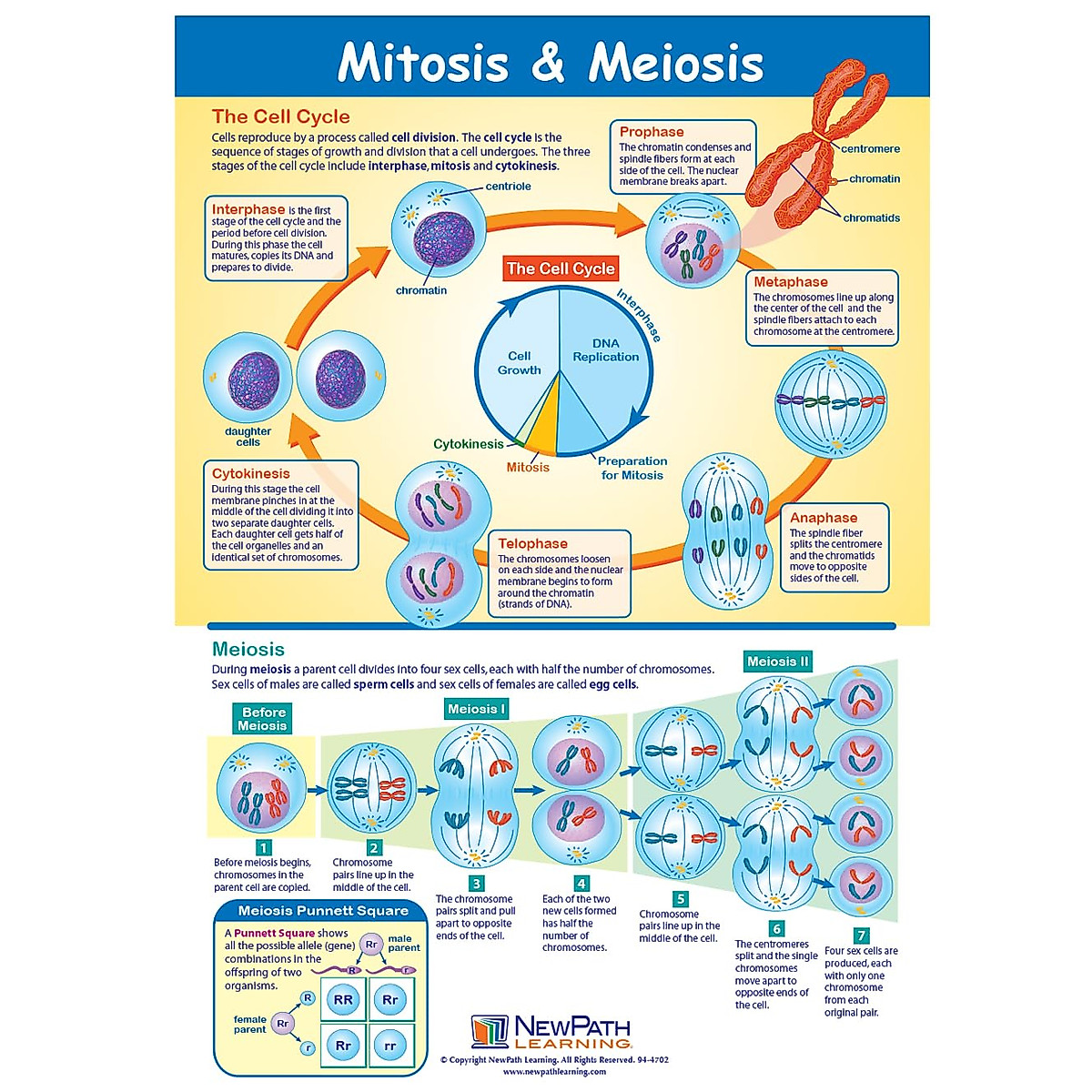 NewPath Learning Mitosis & Meiosis Learning Center Game - Grades 6-9, Standard, Full