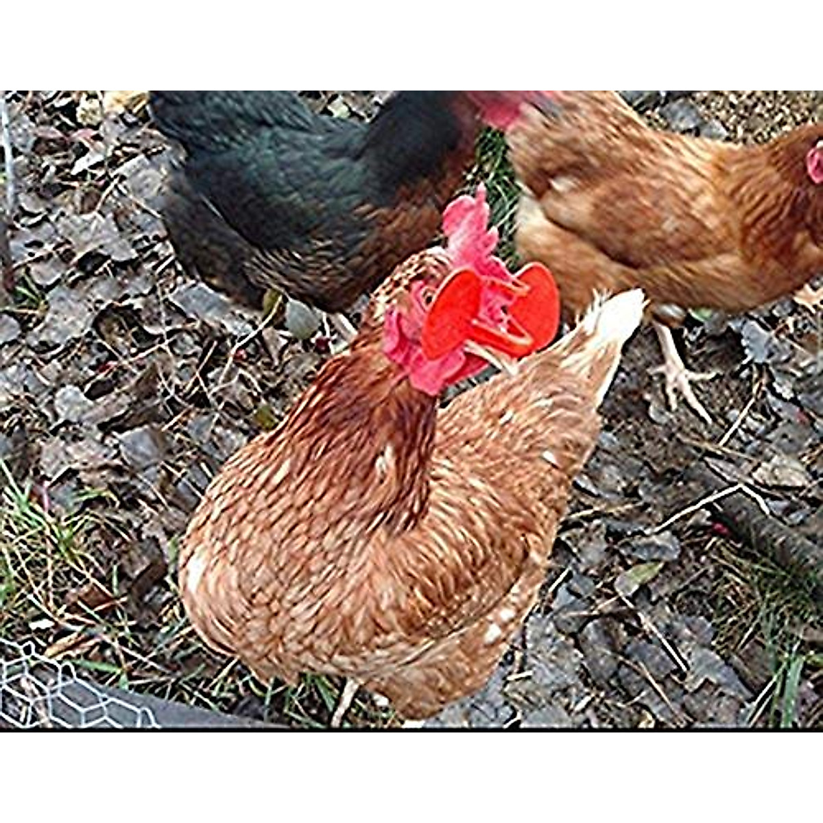 Weilan Pinless Peepers with Pliers for Chickens Blinders Pheasant Poultry Spectacles Anti-Pecking Plier Tool(Red)