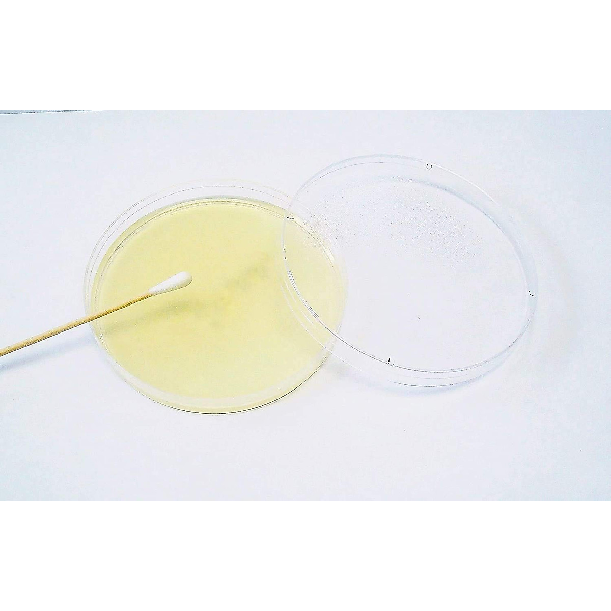 Tryptic Soy Agar (TSA), with Typtone & Soytone, General Growth Medium, (10-Pack), Pre-Poured 15x100mm Petri Plates