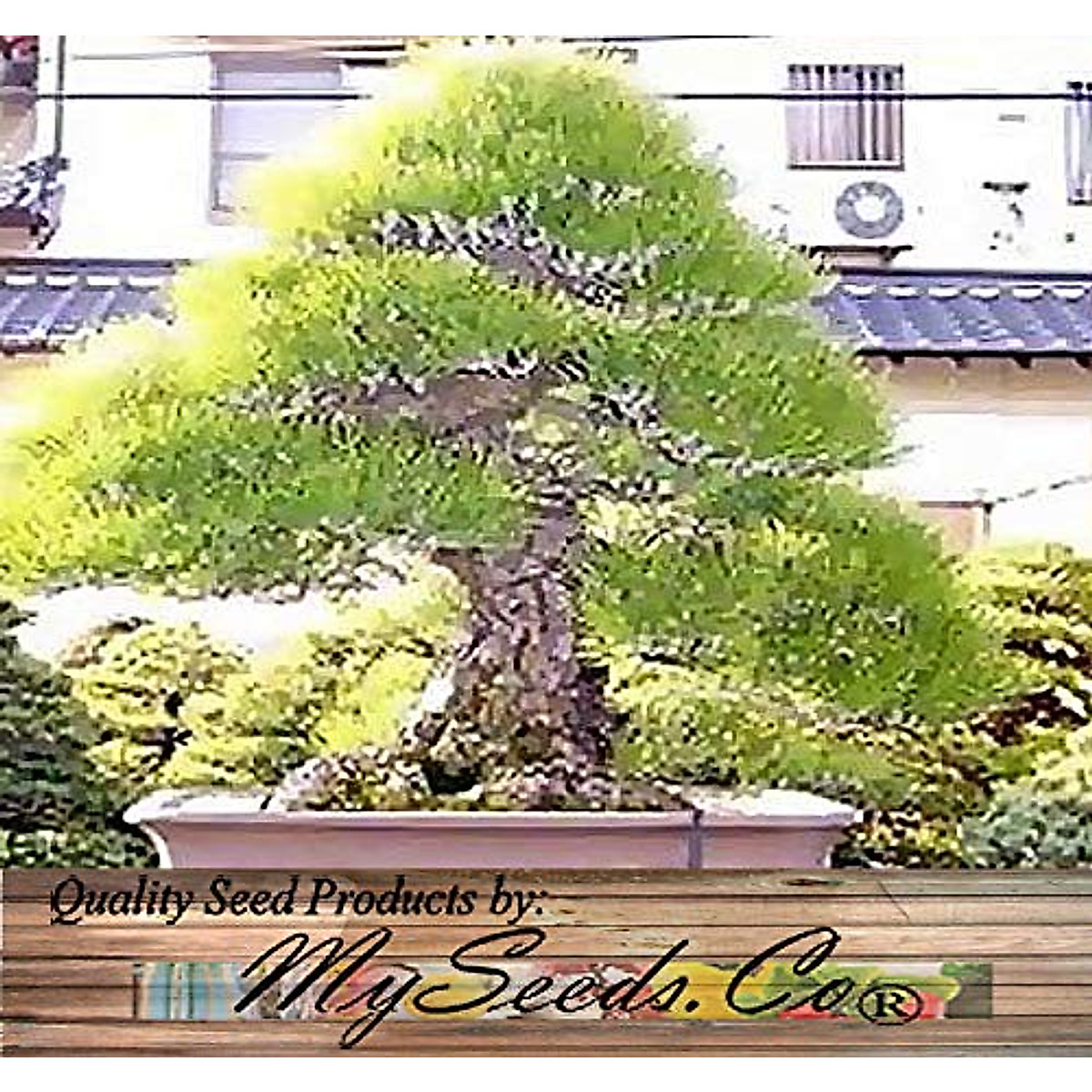 Big Pack Bonsai Tree Seeds - Japanese Black Pine Tree (150 Seeds), Pinus thunbergiana Pine Tree Seeds - Non-GMO Seeds by MySeeds.Co (Big Pack - Japanese Black Pine)
