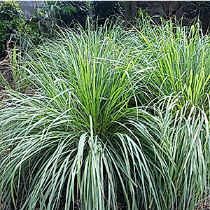 Outsidepride Cymbopogon Lemon Grass Aromatic, Fragrant Ornamental & Culinary Herb Garden Plant - 1000 Seeds
