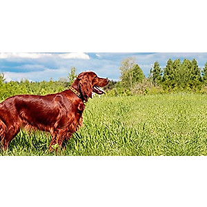 Dog Skin Care Supplements - Dog Hair and Coat Health - Skin Itch Relief - Nail Health - quercetin Dogs - 3 Bottles (180 Tablets)