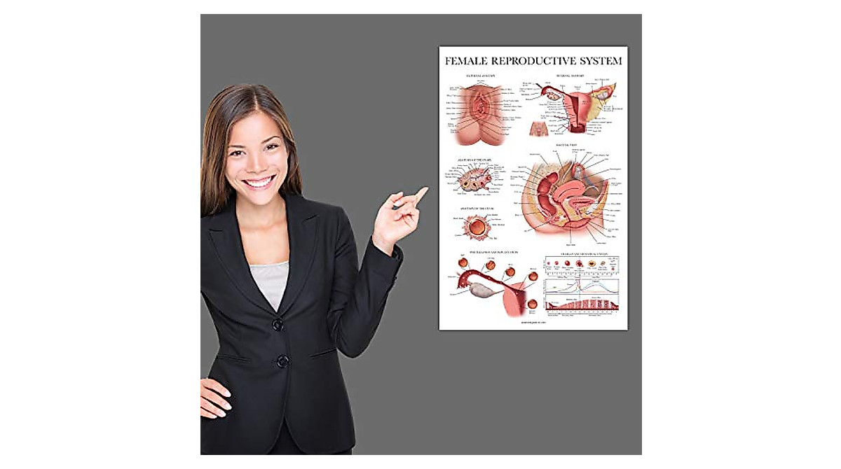 Anatomical Reproductive System Posters - 3 Pack