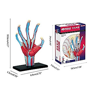 Human Hand Skeleton Model Anatomical Model Anatomy DIY Gift Children Puzzle Educational Model Internal Organs Model Human Hand Model Anatomical Models Of The Human Hand For Students Hand Anatomy Model