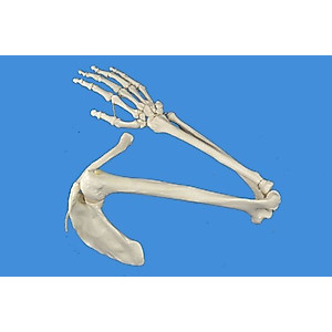 Wellden Product Anatomical Human Upper Limb Skeleton Model, Life Size