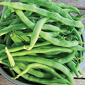 Kentucky Wonder Bush Bean Seeds for Planting, 30+ Heirloom Seeds Per Packet, (Isla's Garden Seeds), Non GMO Seeds, Botanical Name: Phaseolus vulgaris