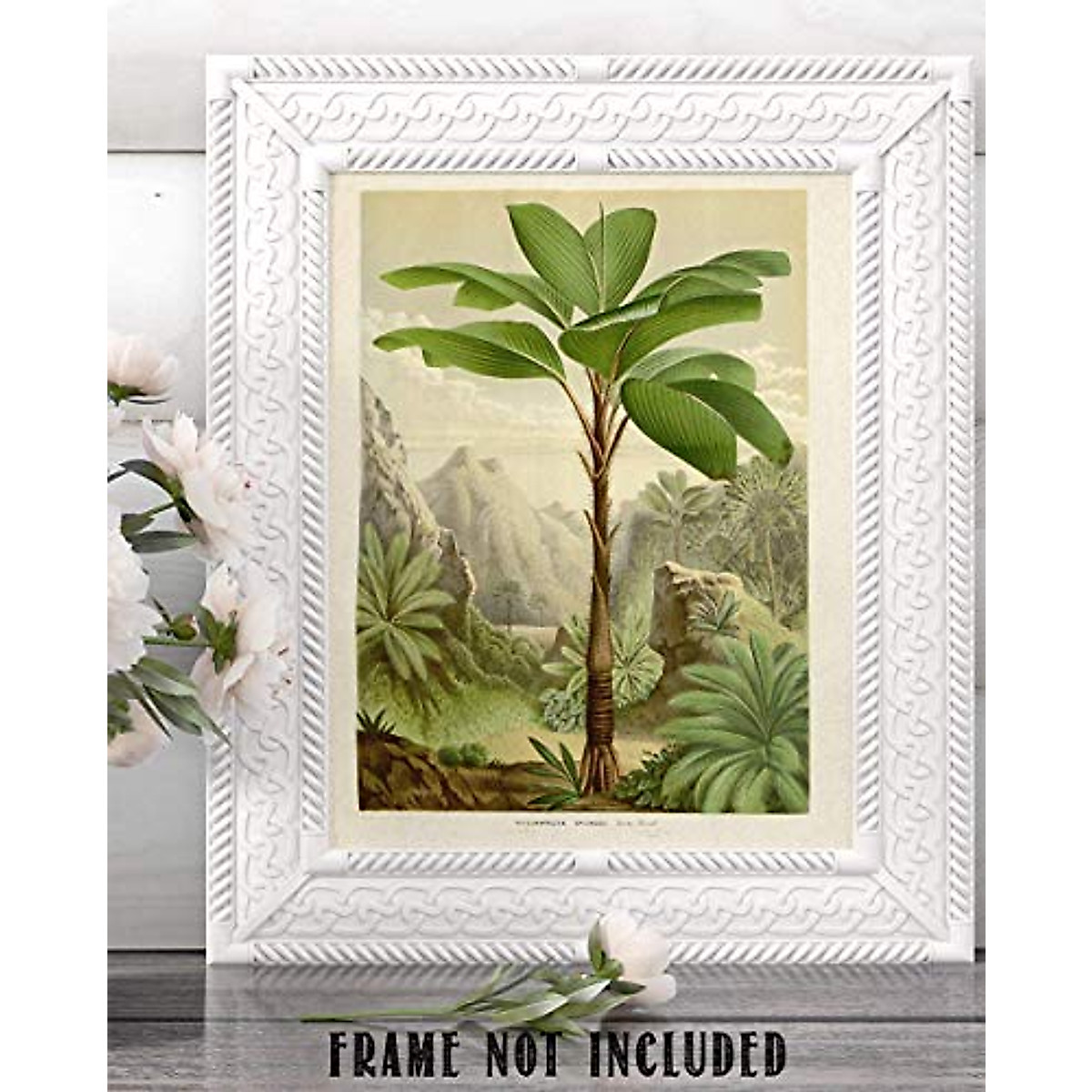 Verschaffeltia Splendida Palm Botanical Illustration - 11x14 Unframed Art Print - Makes a Great Wall Decor for Bathrooms and Bedrooms Under $15