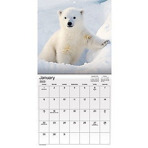 2023 Animal Babies Mini Wall Calendar