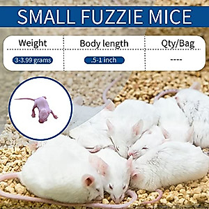 MiceDirect Frozen Small Fuzzie Feeder Mice Food for Juvenile Hognose, Corn & Milk Snakes (50 Count)