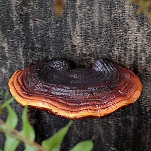 Srutueo 5 PCS Mushroom Shelf Wall Decor Small Wall Shelf Corner Wall Decor Resin for Bedroom Mushroom Decor Floating Shelves