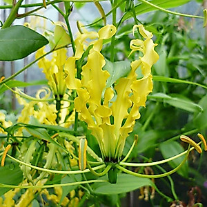 QAUZUY GARDEN 10 Yollow/Gold Creeping Climbing Flame Lily (Glory Gloriosa Lily/Fire Lily) Tiger Claw Agnishikha Seed Heirloom Eye-Catching Perennial Flower Attract Pollinators