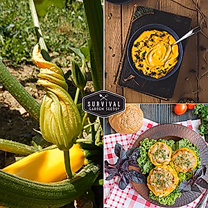 Survival Garden Seeds - Straightneck Summer Squash Seed for Planting - Packet with Instructions to Plant and Grow Yellow Squash in Your Home Vegetable Garden - Non-GMO Heirloom Variety