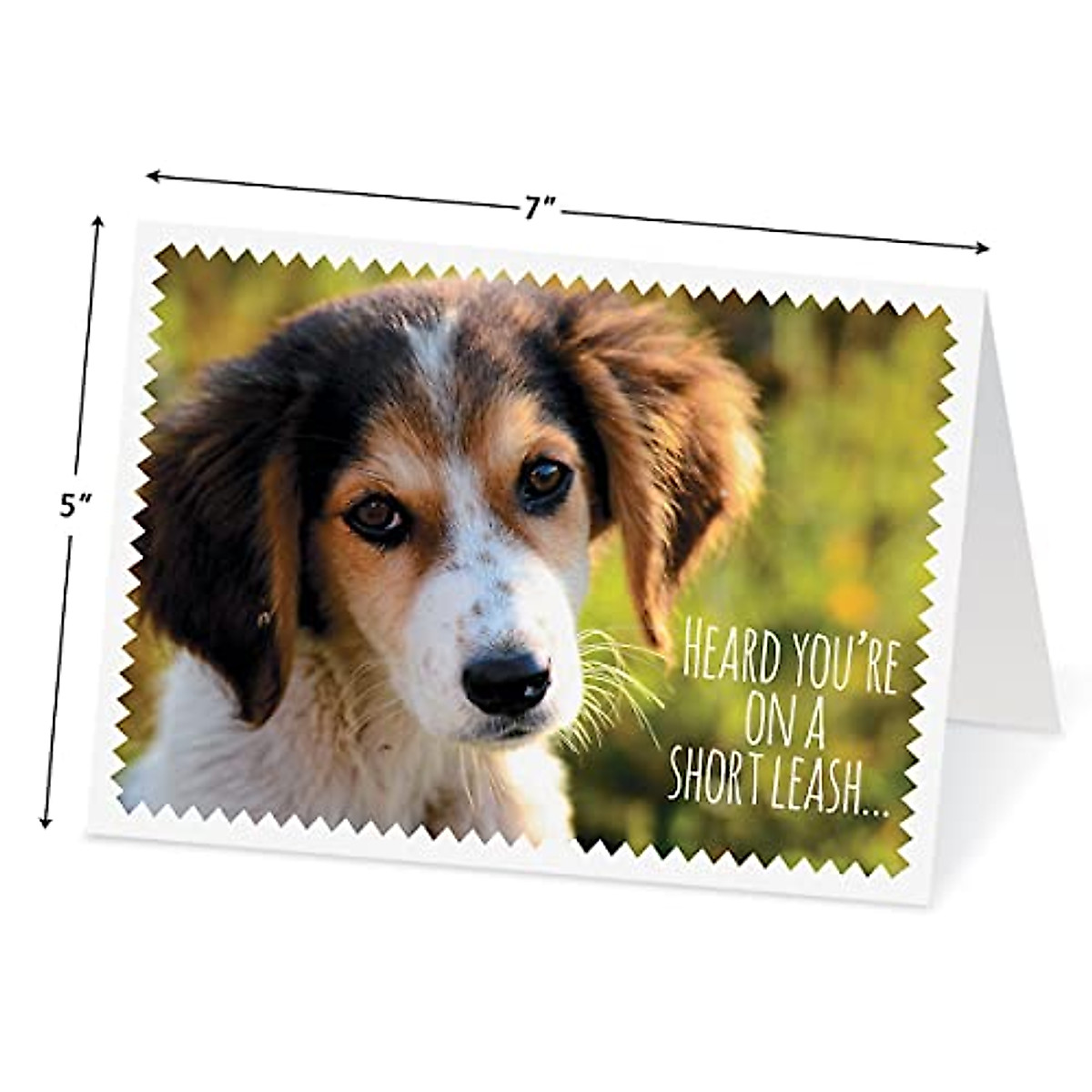 Current Furry Friends Get Well Greeting Cards Value Pack - Set of 20, 10 Unique Designs, Large 5 x 7 Inch Cards, Sentiments Inside, Dogs, Cats, Pets