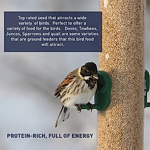 EasyGo Product White Millet Wild Bird Food – 50 lb