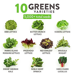 5,000+ Heirloom Lettuce Seeds for Planting Indoors - 95% Germination, Non-GMO Greens Seeds, (10 Varieties): Kale, Spinach, Butter, Romaine, Arugula & More - Lettuce Seeds for Hydroponic Home Garden