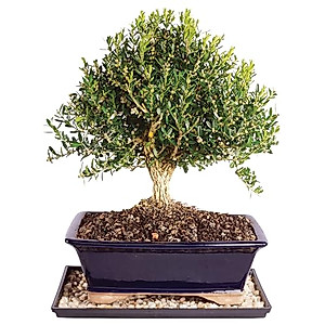 Brussel's Live Harland Boxwood Outdoor Bonsai Tree - 10 Years Old; 10" to 14" Tall with Decorative Container, Humidity Tray & Deco Rock