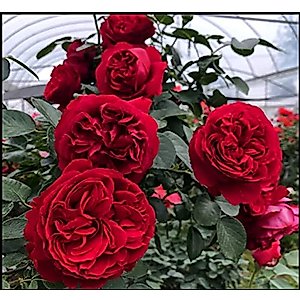 OHXSM Rare Plant Seed 100 Pcs Red Climbing Rose Seeds Garden Flower Plant Seeds