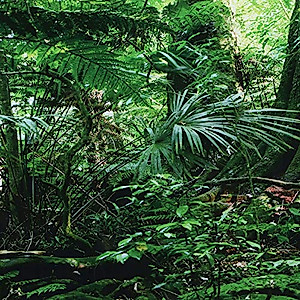 SH-RuiDu Aquarium Background, Durable PVC Reptile Box Rainforest Background Poster Fish Tank Wall Picture Painting Decoration Self Adhesive Sticker for Fish Tank Reptile Box Decorations