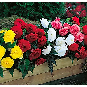 Votaniki Begonia Mix Bulbs - Vibrant Blooms for Indoor and Outdoor Gardens | Flowers Bloom in All Seasons Begonia Bulbs (6 Pack)