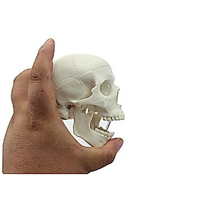 Doc.Royal Education Mini Skull Human Medical Anatomical Head Bone Skull Bone Model