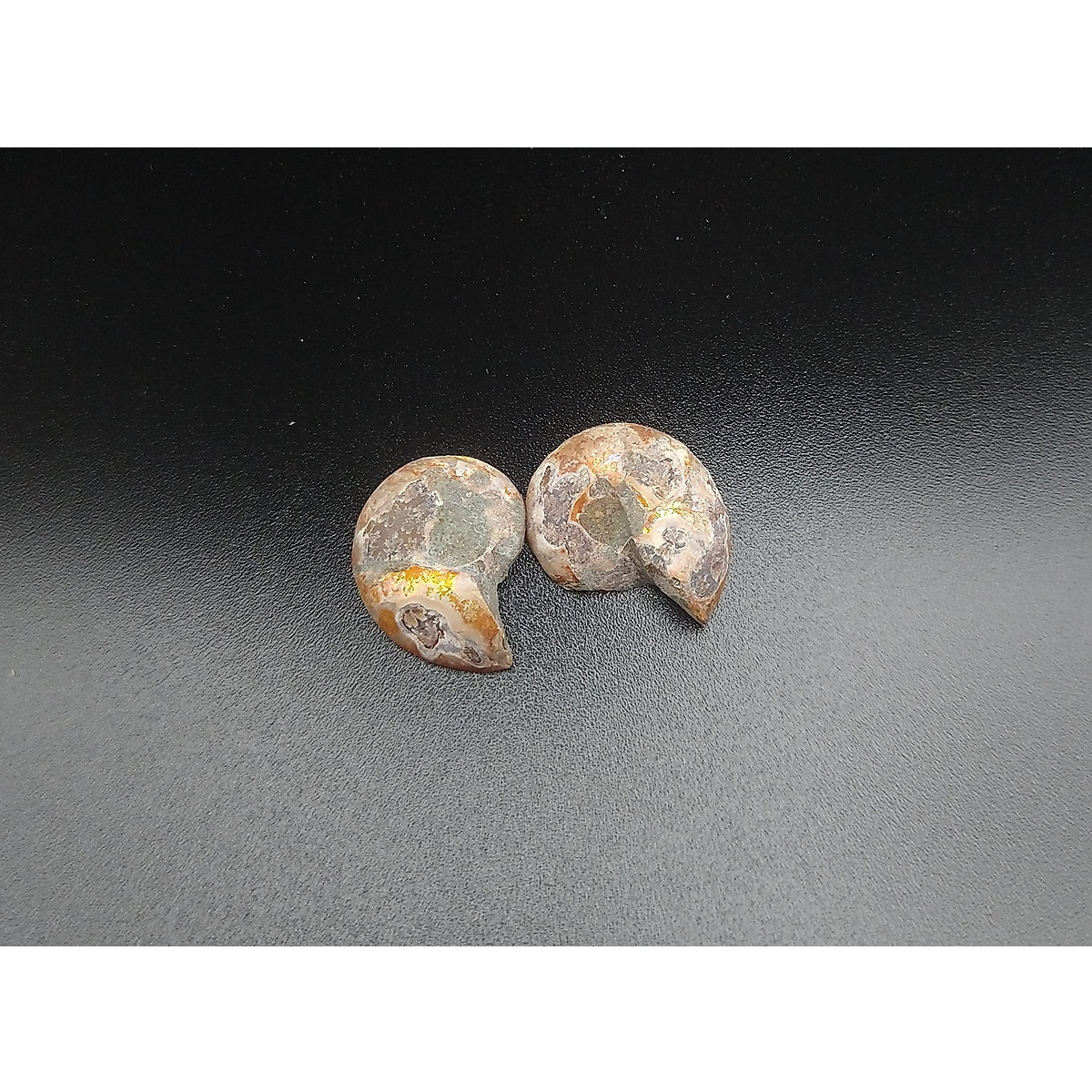 Universal Specialties Ammonite Pair 2pc Unique Fossil Stone Natural Specimen Shell Dinosaur Fossils Crystal Mineral Madagascar Feng Shui Chakra Energy Healing Raw Set Prehistoric Ancient Gemstone 2 cm
