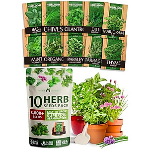 10 Culinary Herb Seeds - Non-GMO, Heirloom Seeds - 3000+ Seeds for Planting for Outdoor or Indoor Herb Garden, Basil, Cilantro, Parsley, Chives, Thyme, Oregano, Dill, Marjoram, Mint, Tarragon