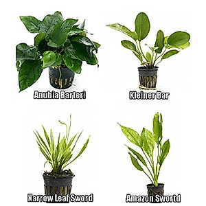 4 Potted Live Aquarium Plants Bundle - Anubia, Amazon Sword, Kleiner Bar, Narrow Leaf