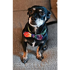 H&K Bow Tie for Pets | Bone-Dana Multi (Small) | Velcro Bow Tie Collar Attachment | Fun Bow Ties for Dogs & Cats | Cute, Comfortable, and Durable | Huxley & Kent Bow Tie