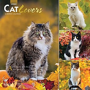 Cat Lovers 2022 12 x 12 Inch Monthly Square Wall Calendar with Foil Stamped Cover, Animals Domestic Kittens Feline
