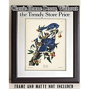 Blue Jays - 11x14 Unframed Art Print - Great Home Decor and a Great Gift for Bird Watchers Under $15