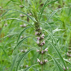 CHUXAY GARDEN 40 Seeds Leonurus Japonicus,Oriental Motherwort,Chinese Motherwort Annual Herb Flowering Plant Grow Fast Grows in Garden and pots