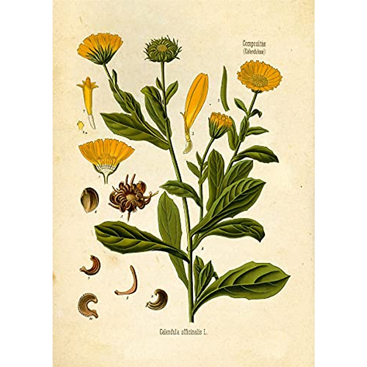 Vintage Botanical Prints | Wildflower Art Prints | Floral Wall Art | Set of 9 5x7 Unframed