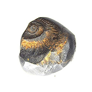 XUETZALCOATL Vrikshah Sudarshan Shaligram 1.5cm - 2.5cm from Kali Gandaki 1 pcs