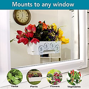 Product Trend Blooming Shelf for Window-Mounted Herbs, Grow Flowers, Succulents, and Vegetables, Indoor Rectangular Planter with Drainage Holes, 4 Inches x 11.2 Inches x 5.3 Inches, White, Pack of 2