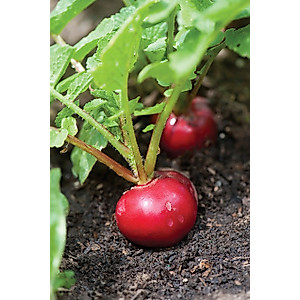 Burpee Cherry Belle Radish Seeds 2000 seeds