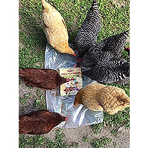 Hatortempt 10lbs Bulk Non-GMO Dried Mealworms for Reptile, Tortoise, Amphibian, Lizard, Wild Birds, Chickens, Duck, Poultry etc