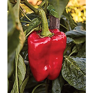 Burpee Great Stuff Sweet Pepper Seeds 40 seeds