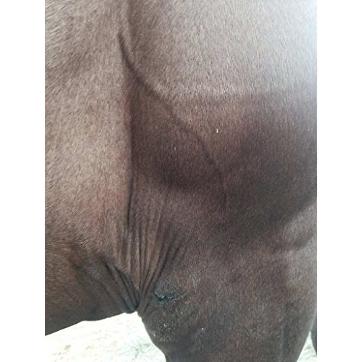 Big Mare | Horse Wound Lotion | Anti Bacterial/Anti Fungal | Healing, Soothing & Penetrating Formula | 8 oz Bottle