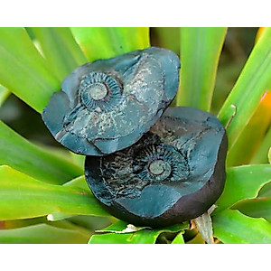 Vishnu Shaligram,2.5"X2.25"Inch Mahavishnu Shaligram, Shaligram Shila, Gandaki River Nepal, Shaligram Stone, Religious Gift, Shaligram from Nepal-I-6052