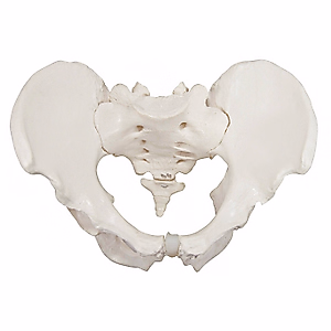 Axis Scientific Male Pelvis Model, Life Size Pelvic Human Anatomy Features Hip, Sacrum, and Coccyx, Includes Detailed Manual