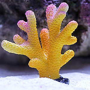 Danmu 10Pcs of Random Style Polyresin Coral Ornaments, Aquarium Coral Decor for Fish Tank Aquarium Decoration Approx. 1.7" in Height