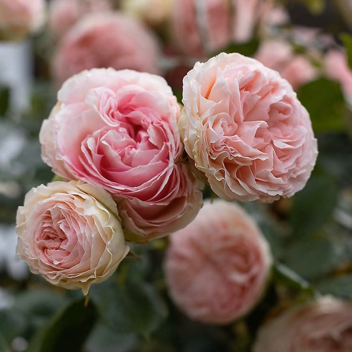 Heirloom Roses Eden Climber® Rose Plant - Climbing Pink Rose Bush, Own Root Rose Plants for Planting Outdoors