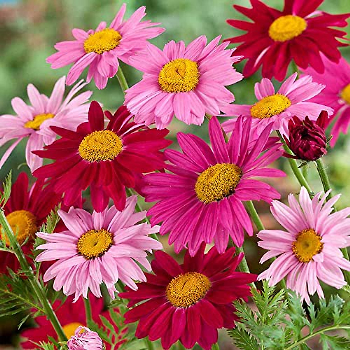Outsidepride Pyrethrum Tanacetum Chrysanthemum Robinson's Plant Garden Flower Seed Mix - 5000 Seeds